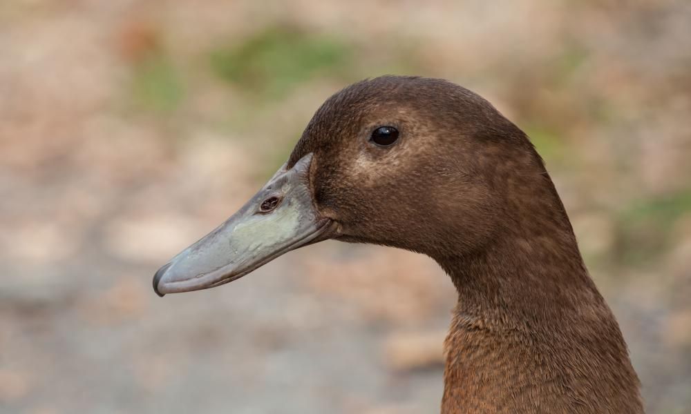 The pet I’ll never forget: Mr Kite, the duck who slept…