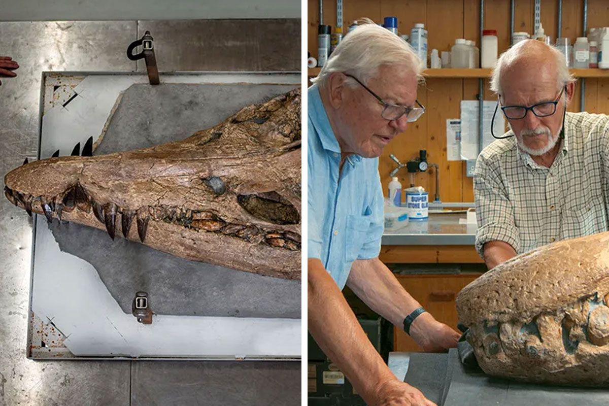 Men Discover Prehistoric “Underwater T. Rex” Pliosaur…