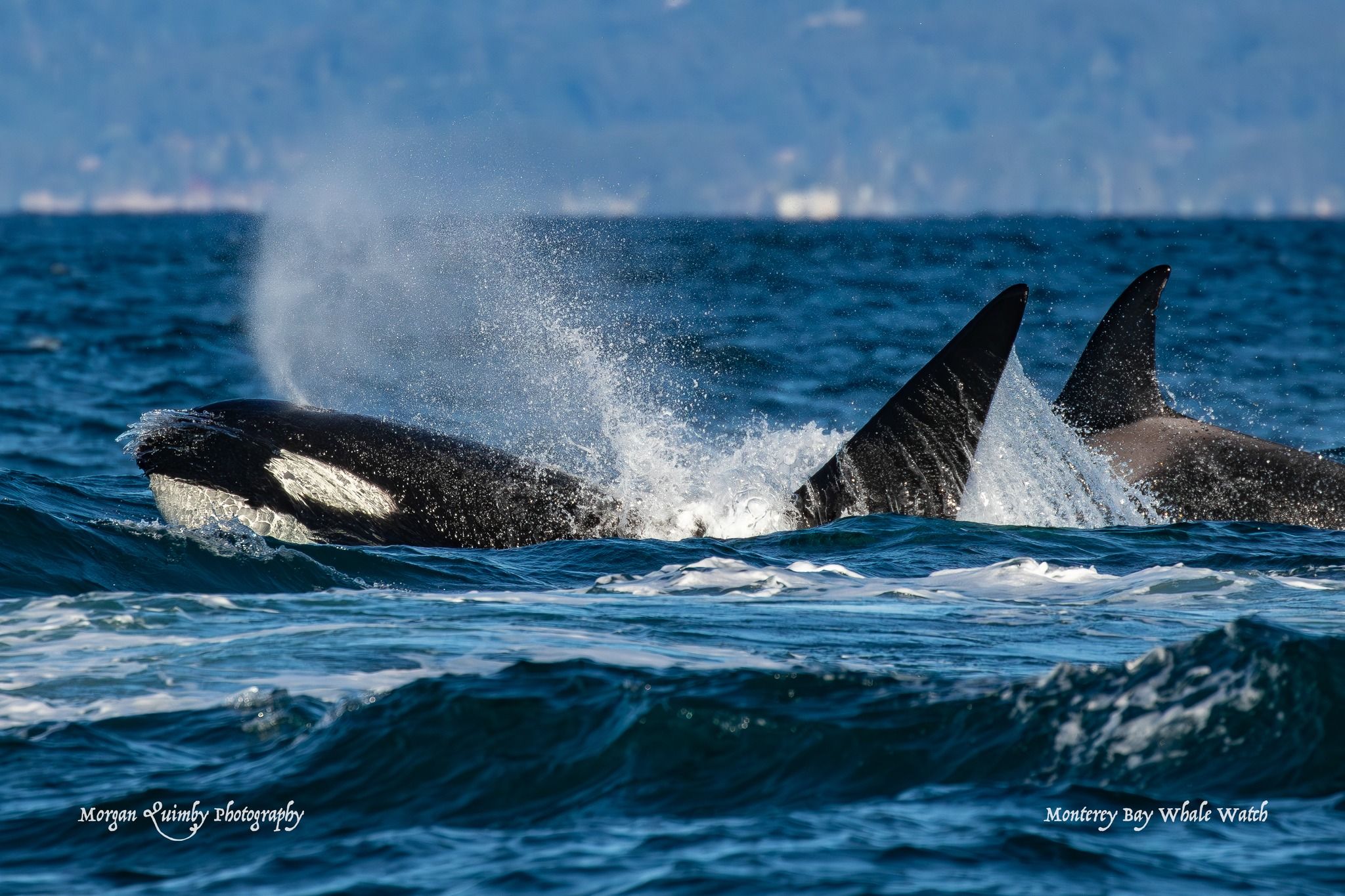 ‘Graphic’ image shows unlikely target of orca predation