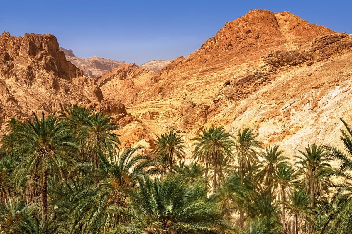 The Green Wall project to restore the African Sahara…