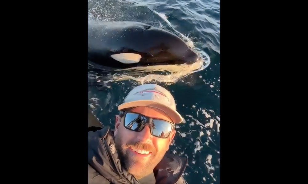 Watch: SoCal captain immortalizes rare orca encounter…