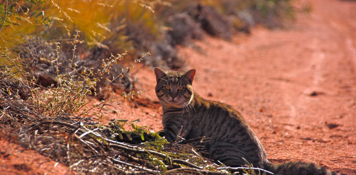 Invasive predators are eating the world's animals to…