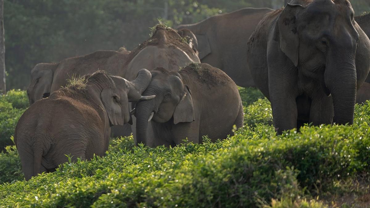 Valparai plateau gives way for elephants as annual…