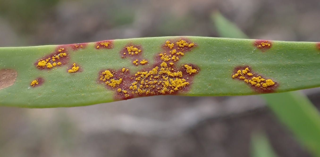 Myrtle rust is devastating Australian forests. A new…