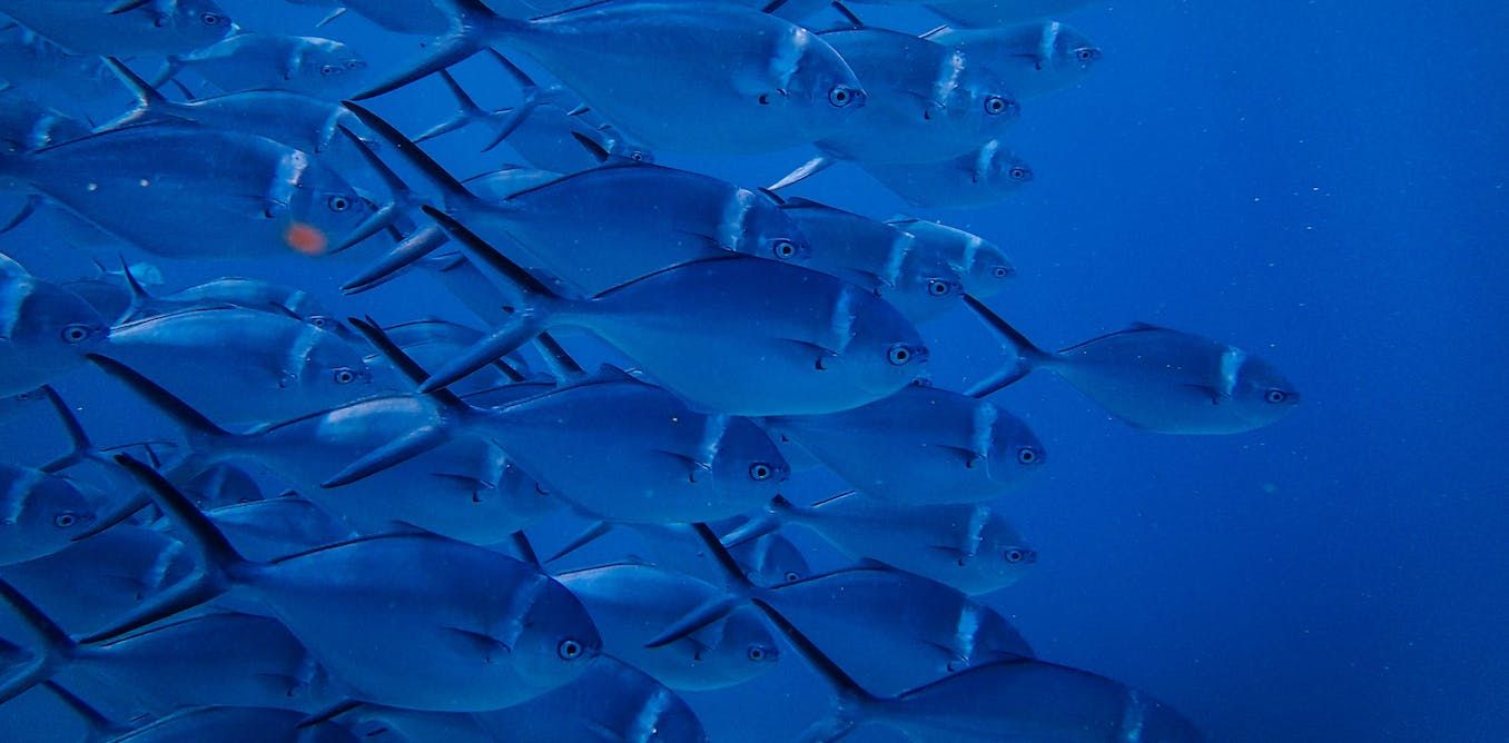 Climate change is further reducing fish stocks with…