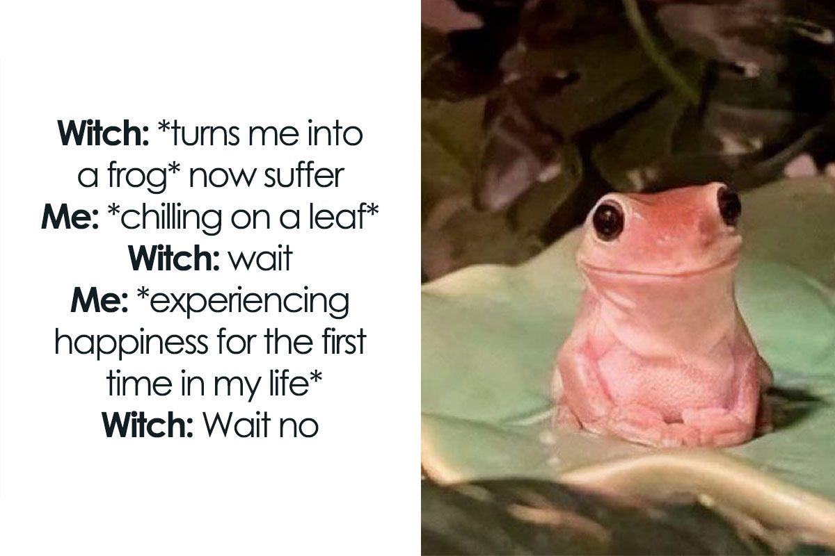 “Animals Doing Things”: 80 Funny And Wholesome Animal…