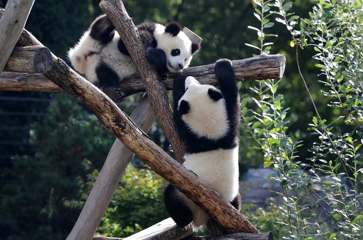Berlin Zoo sends the first giant pandas born in…