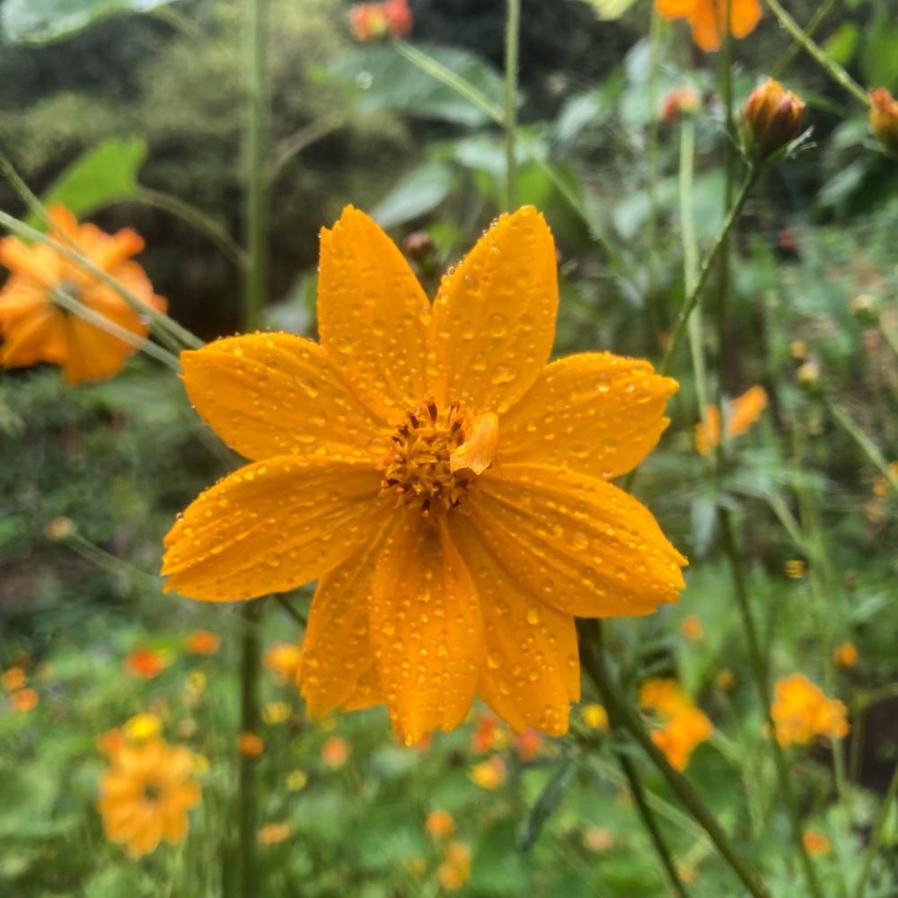 Looking back: the highs and lows of the past gardening…