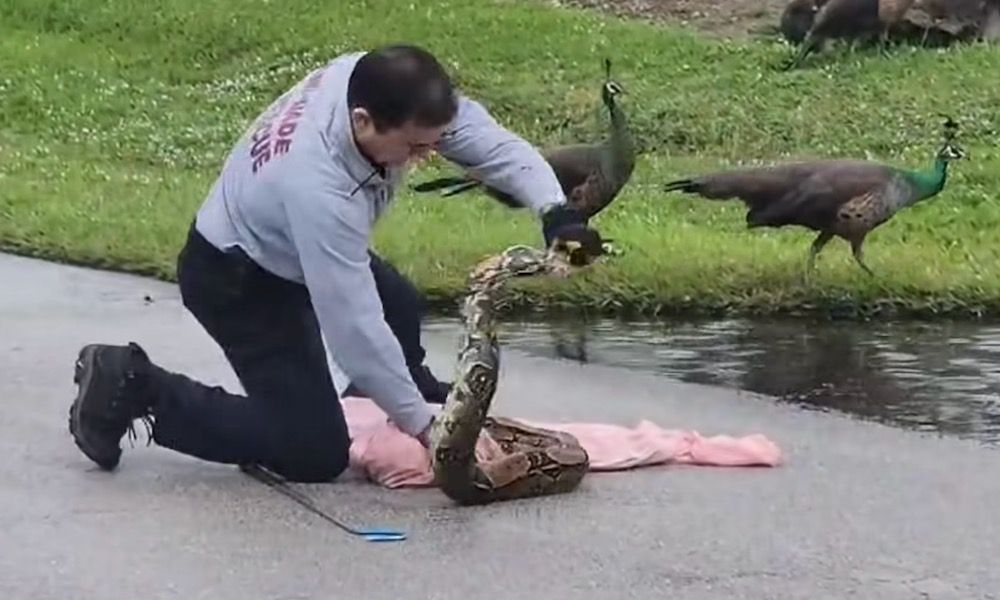 Fire rescue officer makes amazing capture of boa…