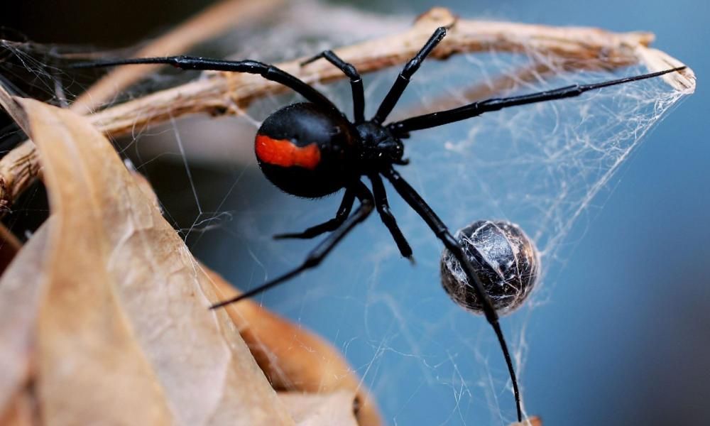 Male redback spiders evade cannibalism by mating with…