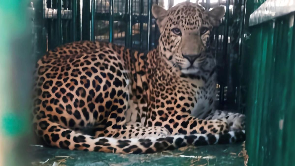 Leopard trapped on school campus