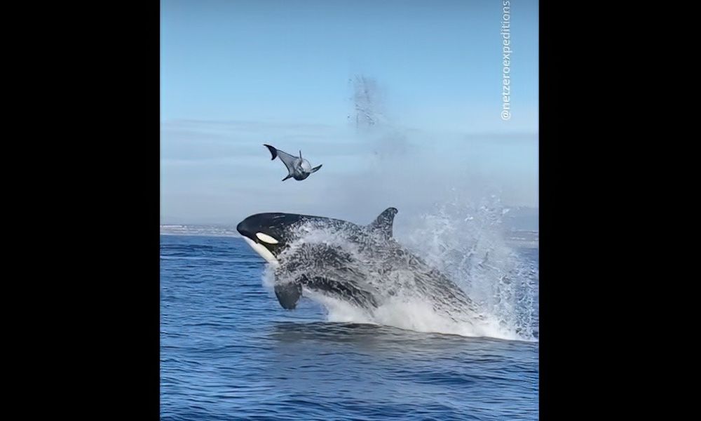 Orca blasts dolphin skyward during epic hunting…