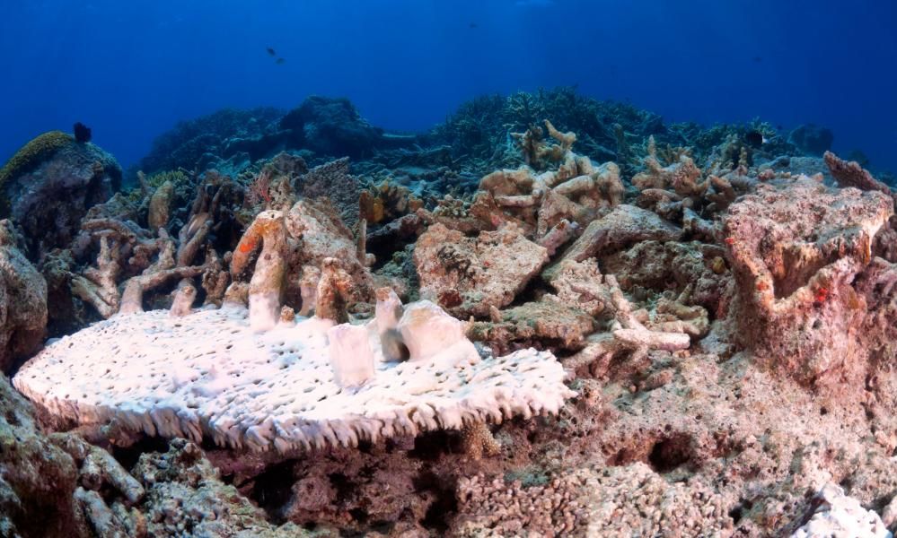 Morning Mail: cyclone reef damage fears, Palestinian…