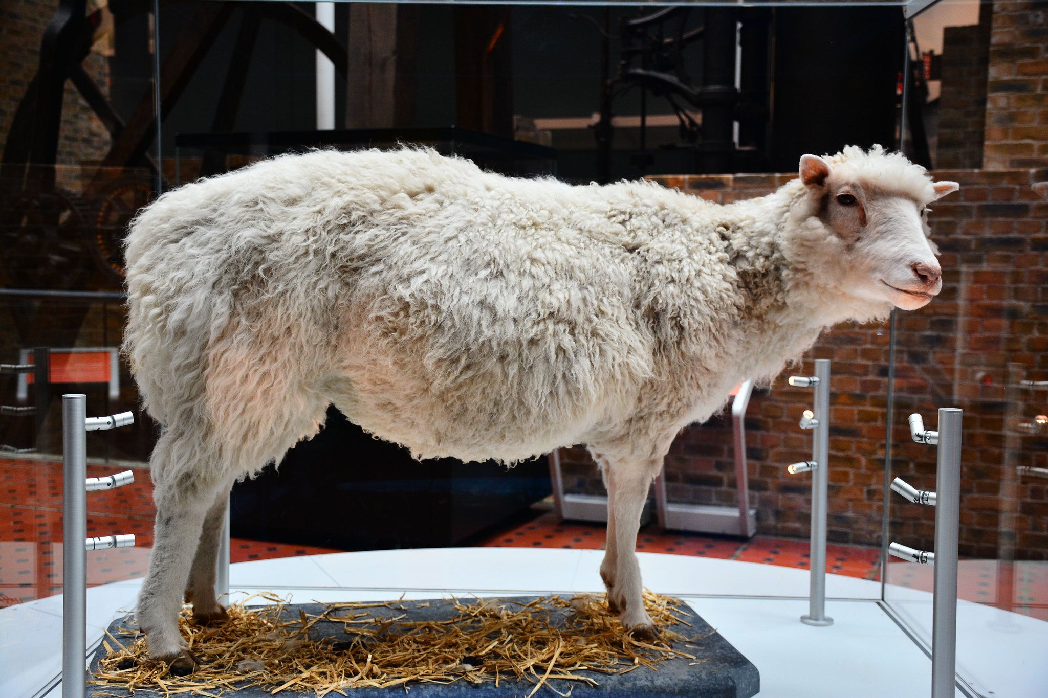 Fleece Of World's First Cloned Sheep Dolly Donated To…