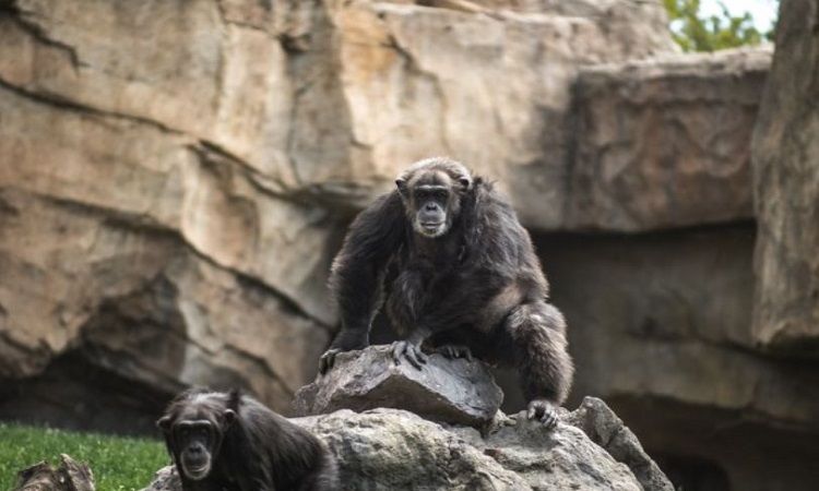 Research shows apes remember friends they haven't seen…