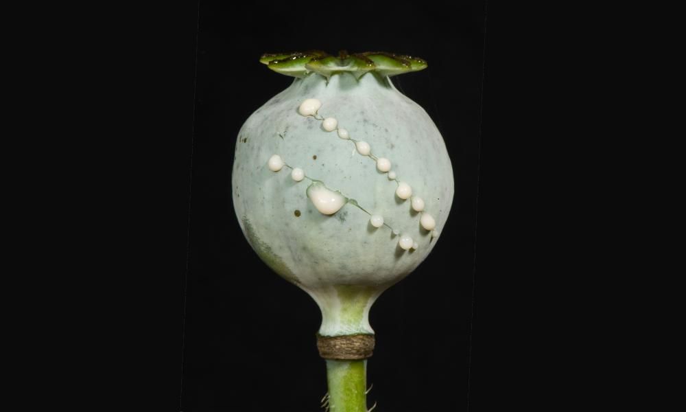 Jump in opium imports suggests the ancient drug’s…