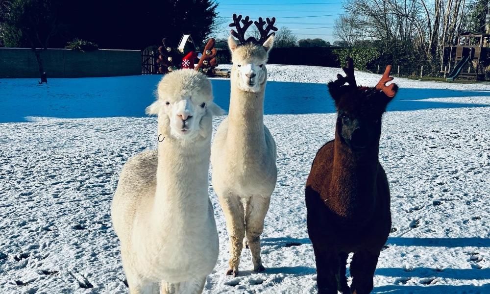 The pet I’ll never forget: Mrs Hinch on her alpacas,…