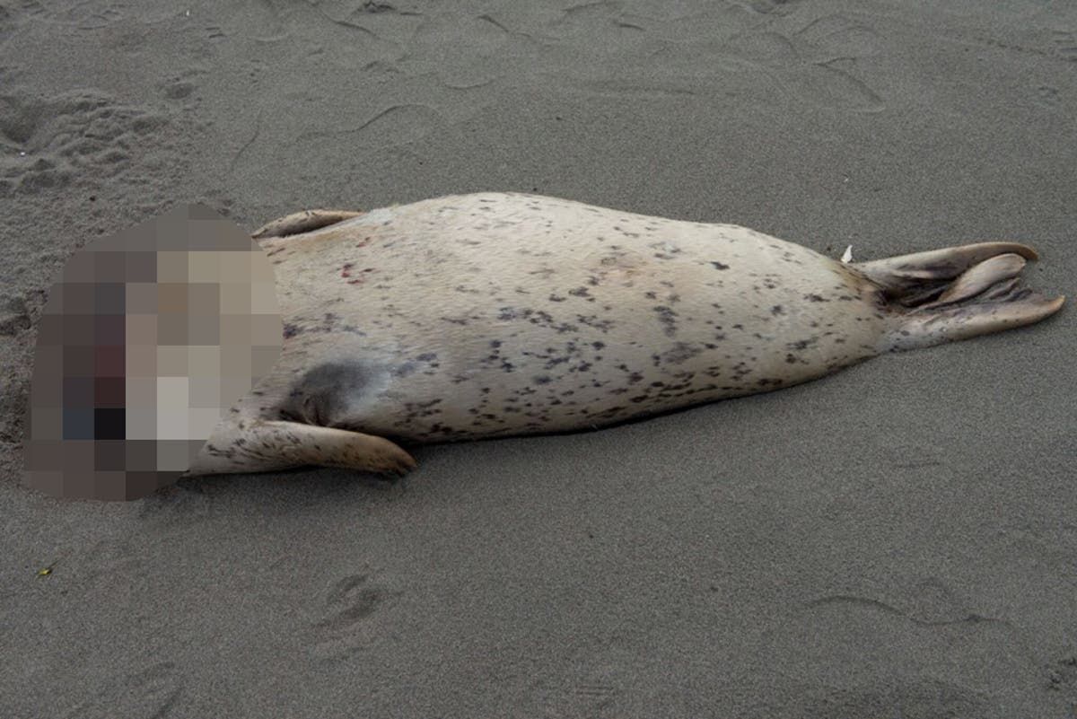 Scientists solved the mystery of headless seals on…