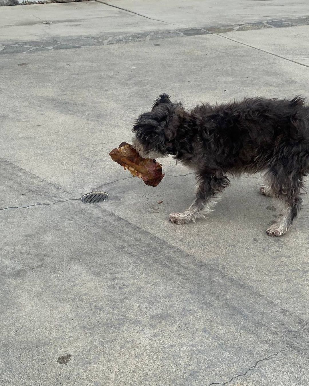 Danny Trejo's Playful Dog and the Chew Toy Challenge