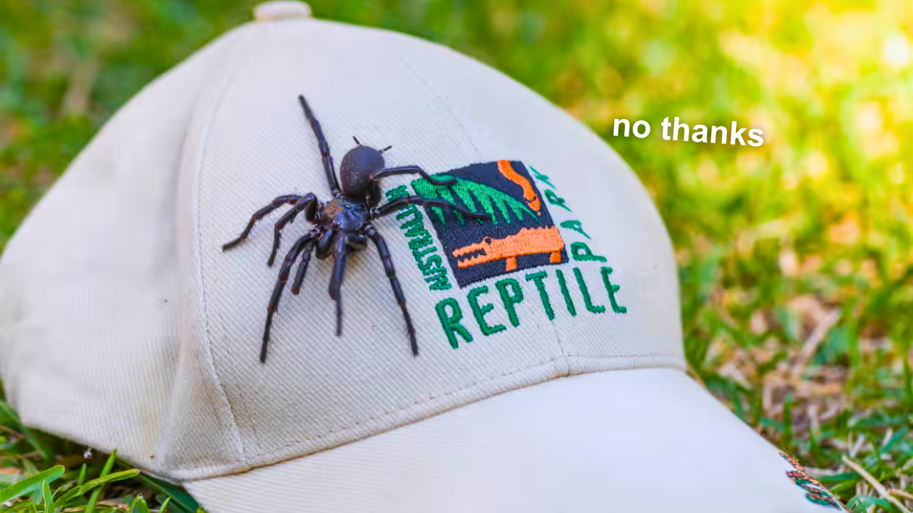 Funnel-Web Spider Donated To Australian Reptile Park…
