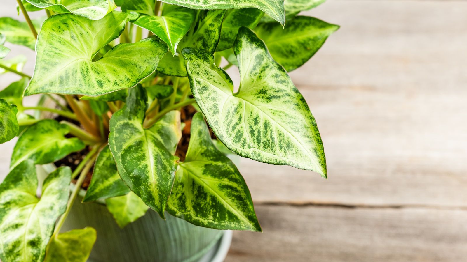 How to propagate an arrowhead plant – a step-by-step…