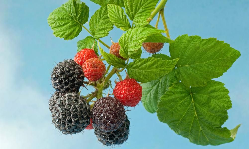 Raspberries running riot? Here’s how to stop them