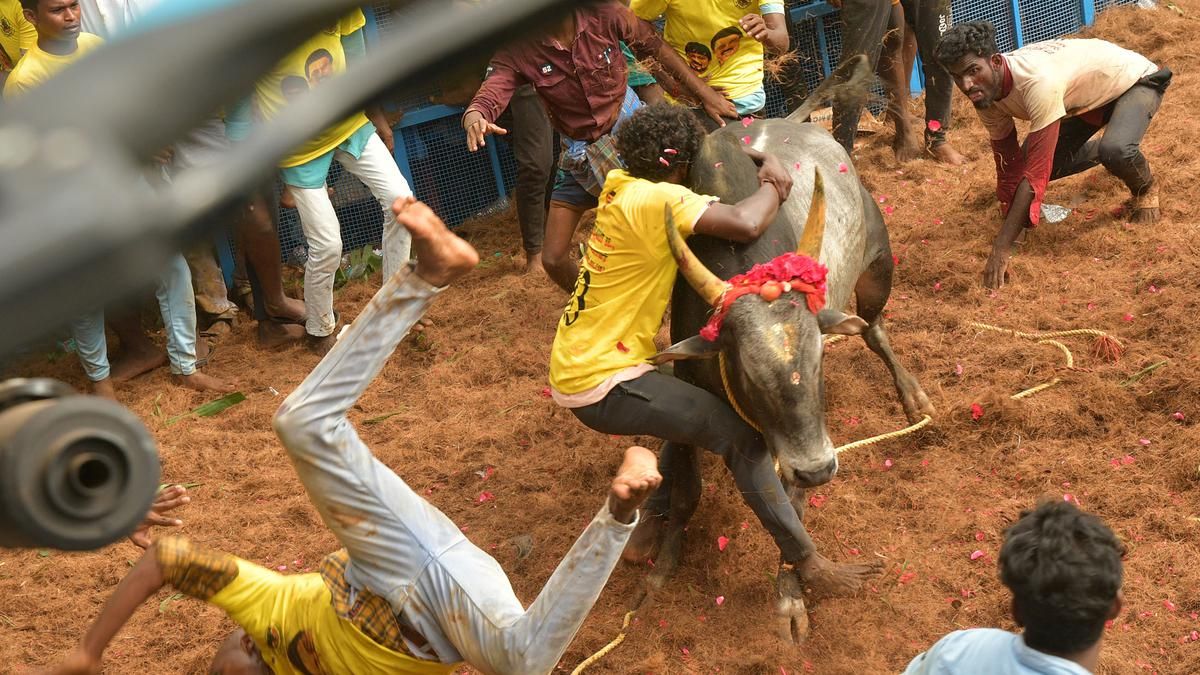 22 injured in first jallikattu of the year at…