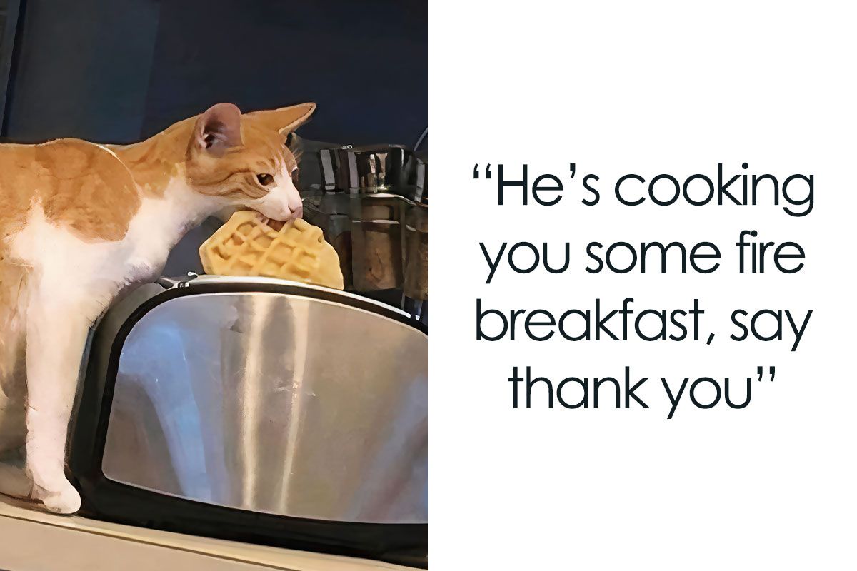 The Latest Breaking News from Cat Memes – inkl news