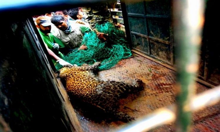 Tamil Nadu: Forest department captures leopard that…