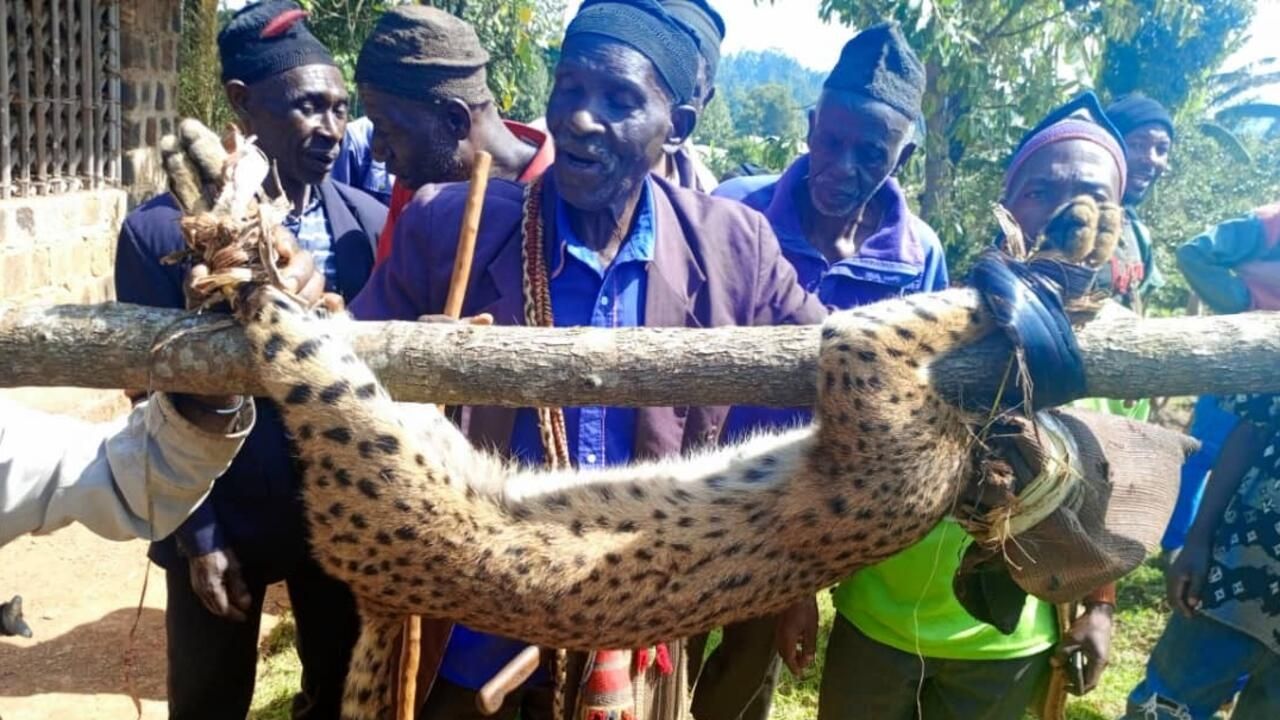 Cameroon hunter rewarded for capturing leopard in…