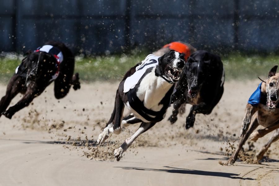 Greyhound racing ban proposed in newly published…