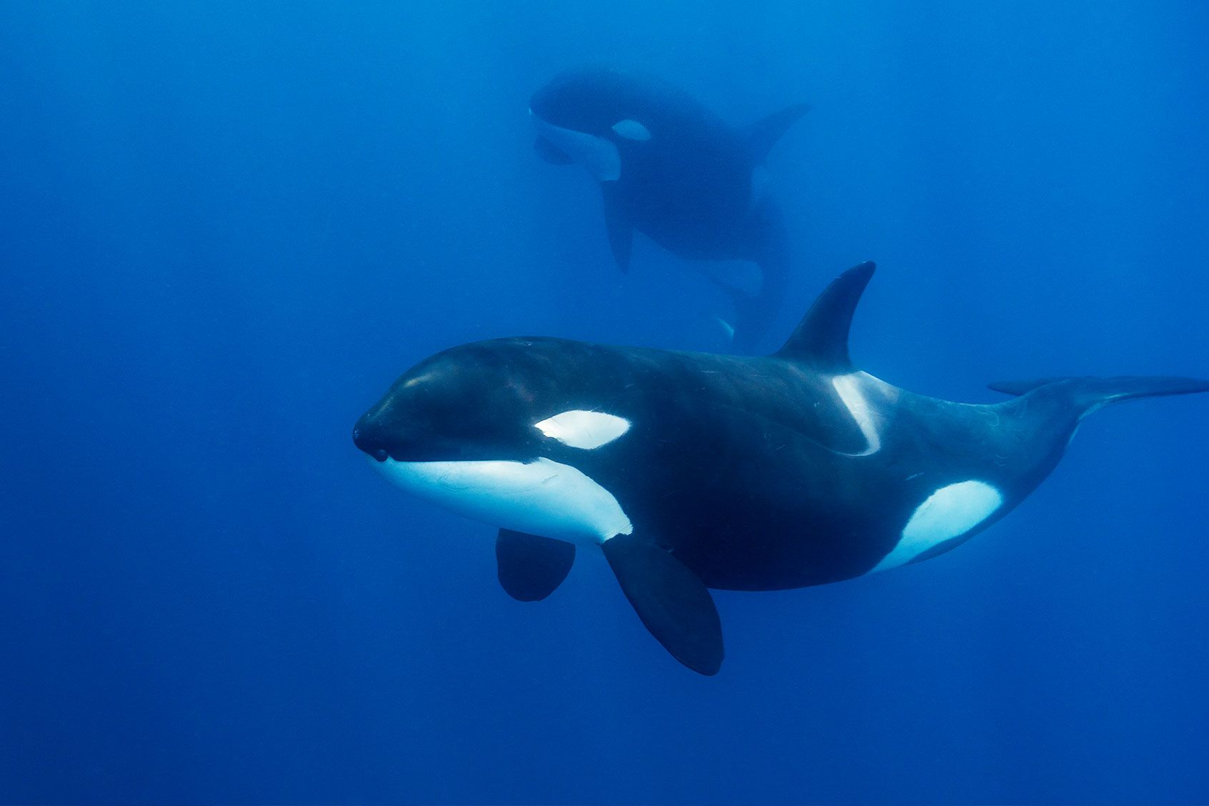 Orca misinformation is killing them