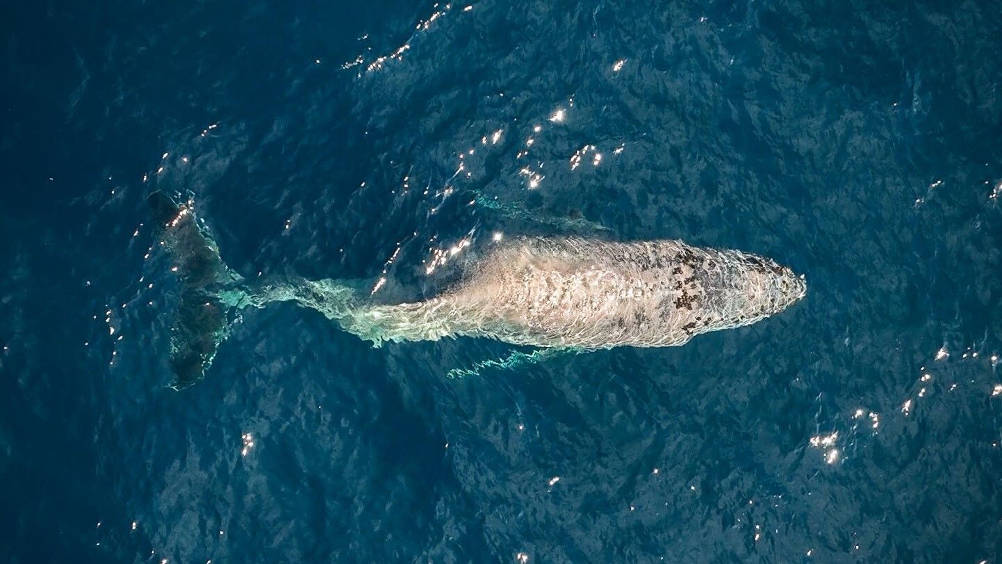 Whale with broken back spotted near Mexico after…