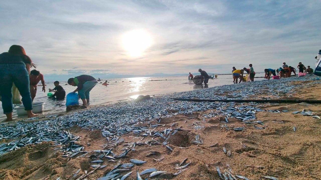 Bizarre incident of fish jumping out of water in…