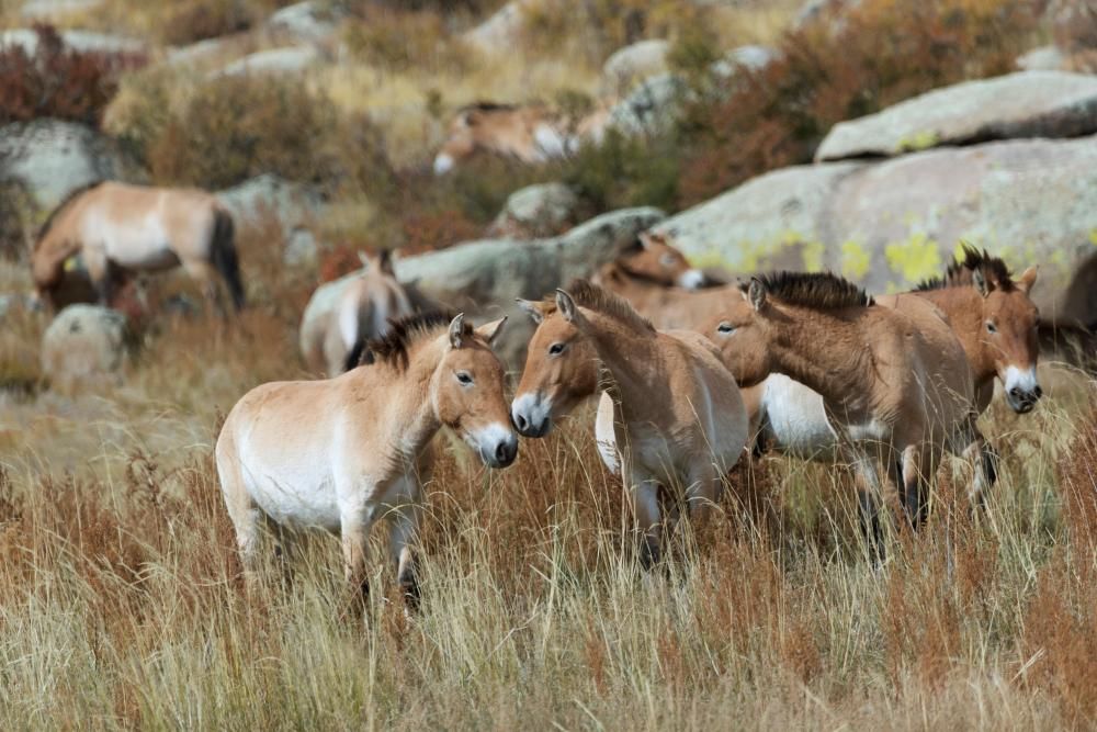 Mongolia dragged its wild horses back from extinction…