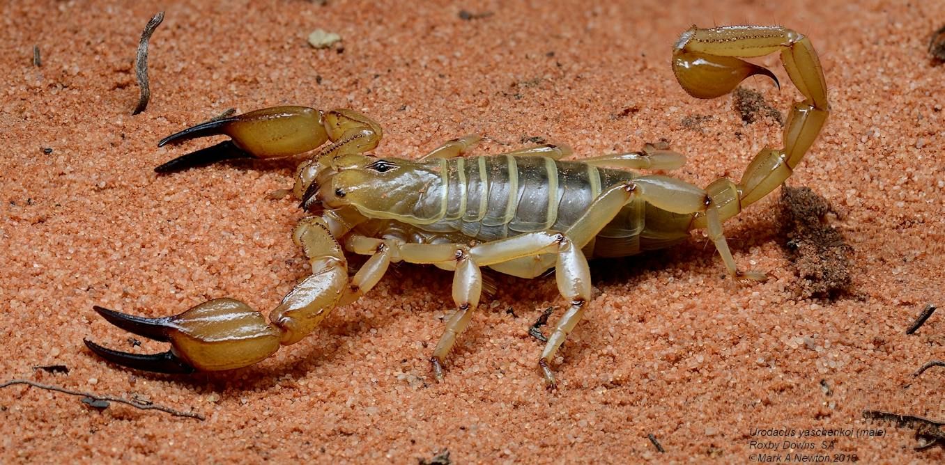 Less than 10% of Australian scorpions are known to…