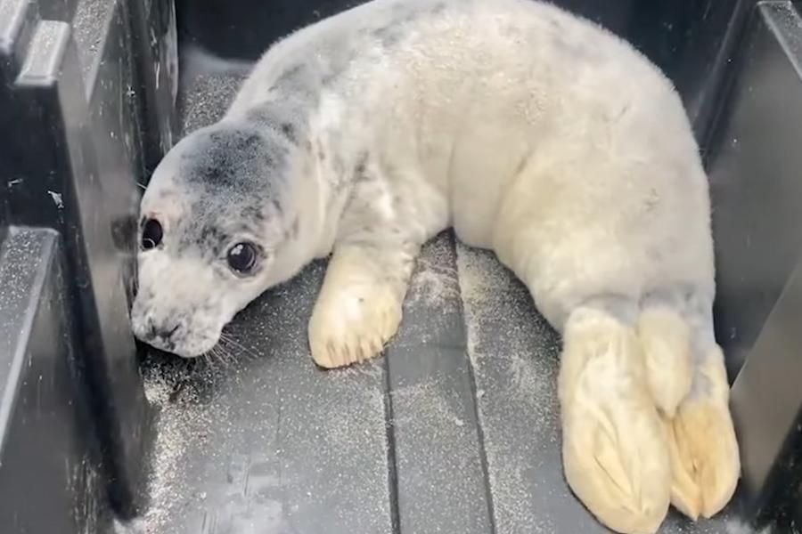 Animal sanctuary rescues 'smallest seal pup' it has…