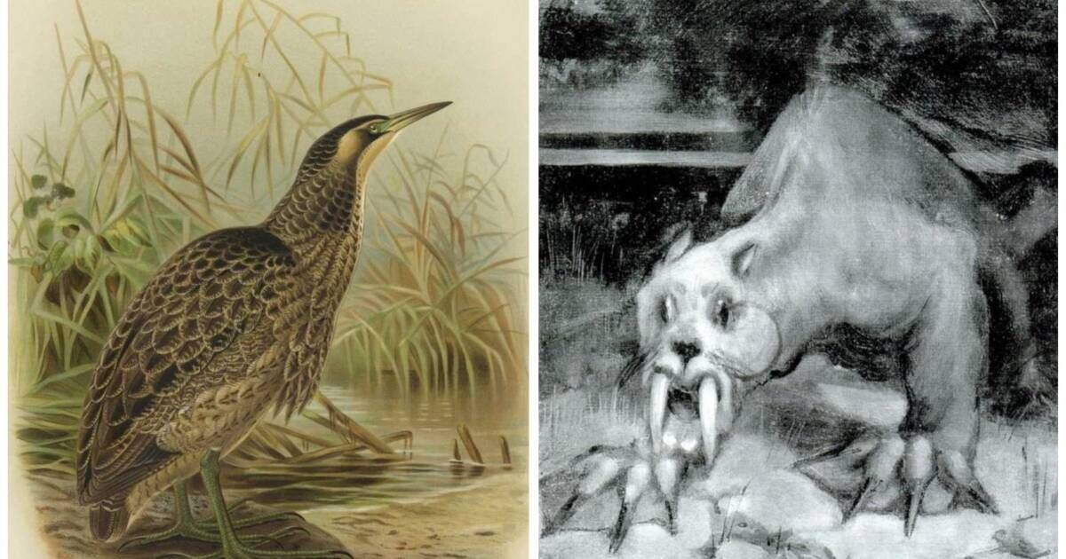 Swamp 'creature' and strange noises sparked bunyip…