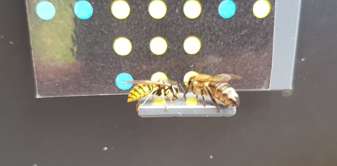 Do they see what we see? Bees and wasps join humans in…