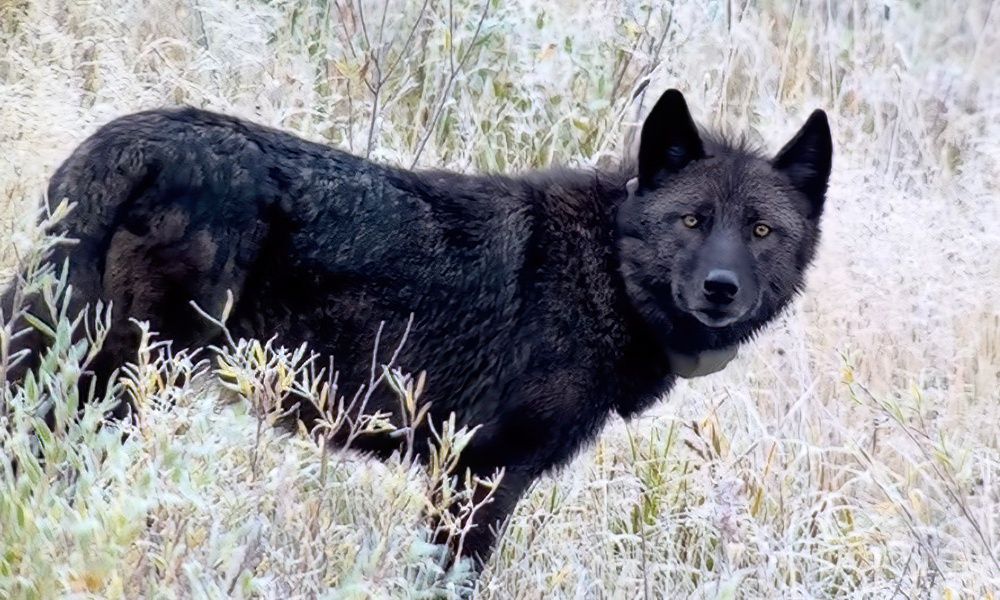 Yellowstone wolf killed by trapper fondly remembered…