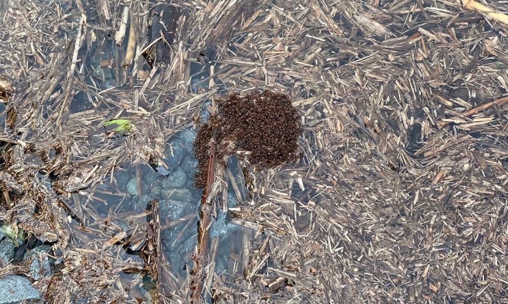 Fire ants form rafts to survive Queensland flood…