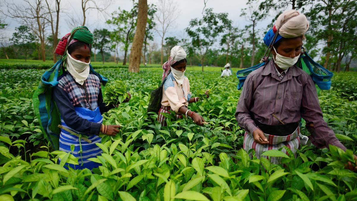 New Labour Code may hit job security in Indian tea…