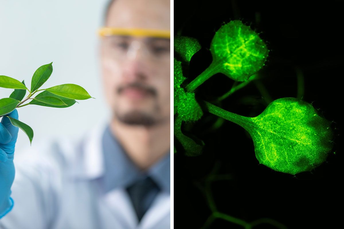 “Amazing” Video Of Plants Talking Has Social Media…