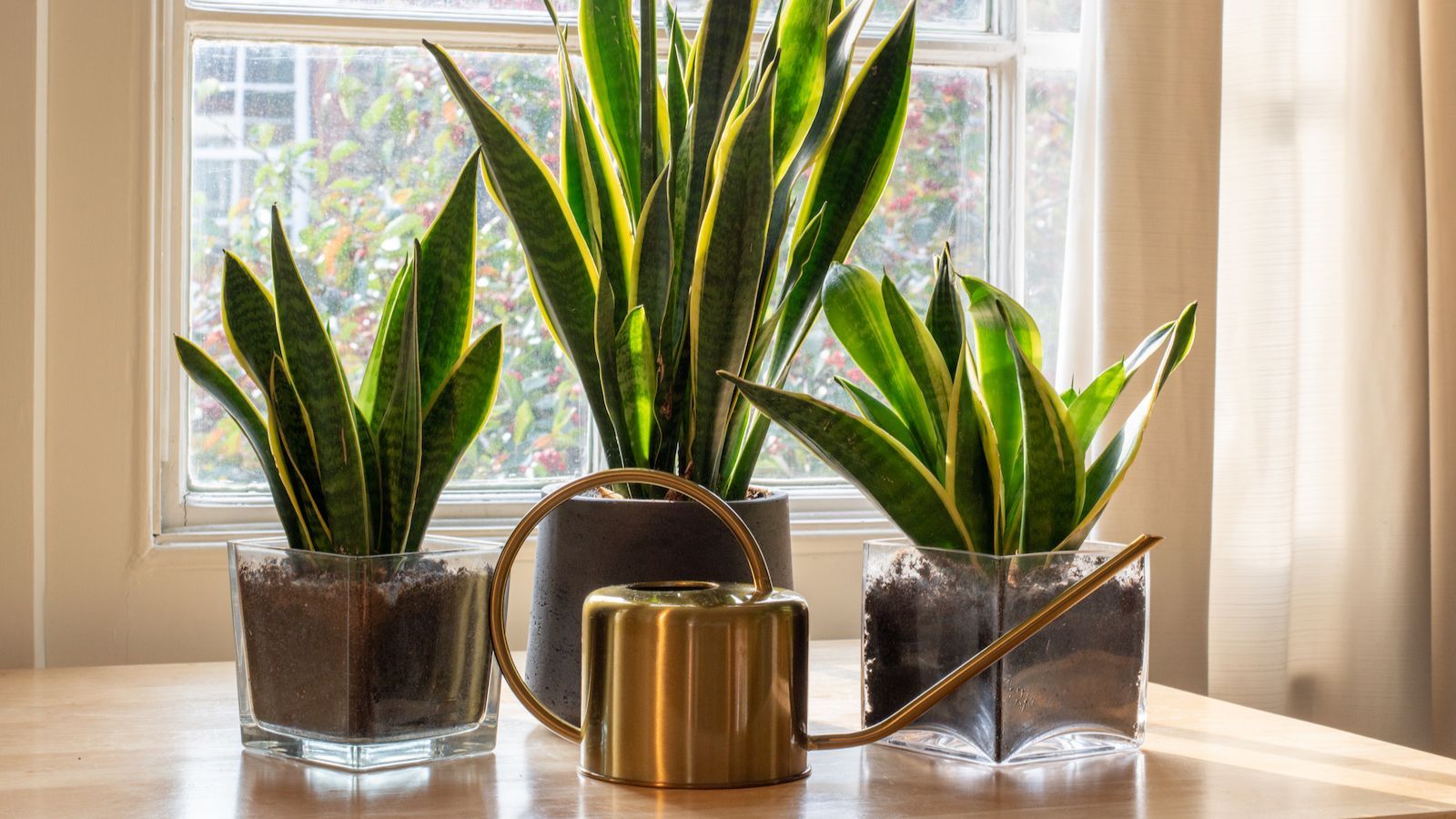 Are snake plants toxic to pets? Gardening experts…