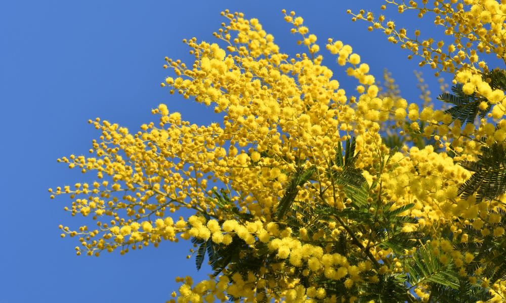 A hardy mimosa tree brings a blast of sunshine to a…