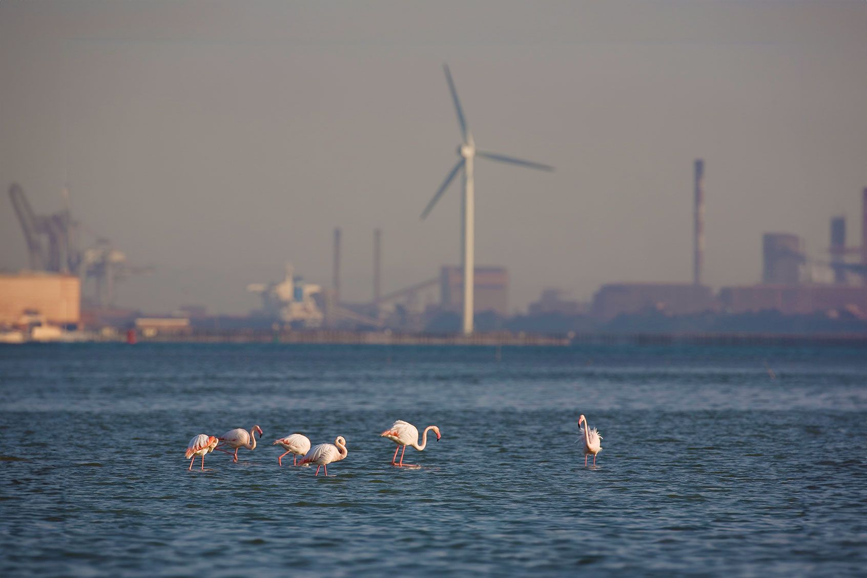 Build renewables alongside biodiversity
