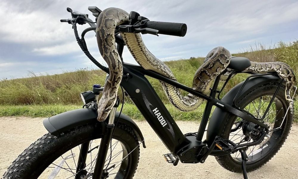 Another use for e-bikes: python hunting in the Florida…
