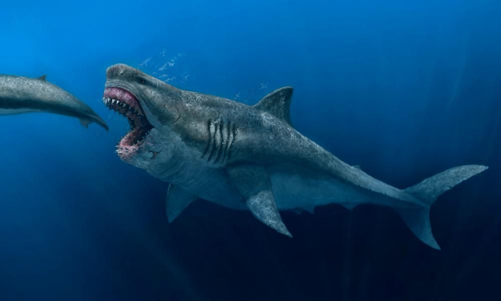 Huge, fearsome … and slender: rethink megalodon body…