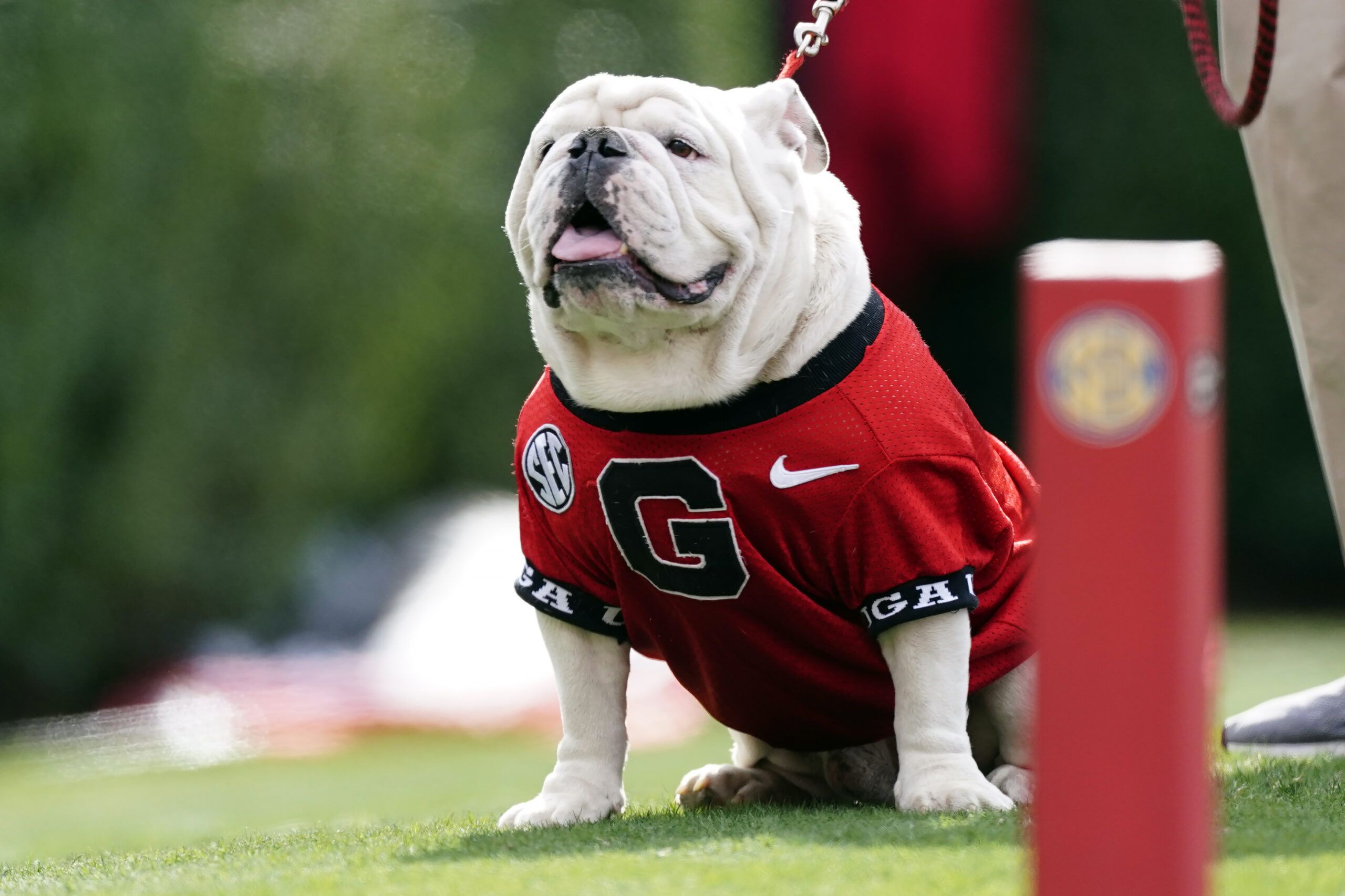 Social media remembers Georgia mascot Que