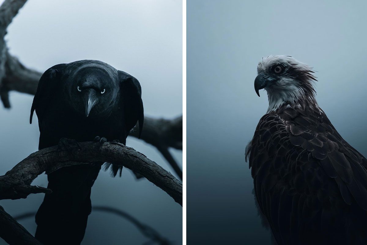 40 Mysterious And Intriguing Animal Photographs By…